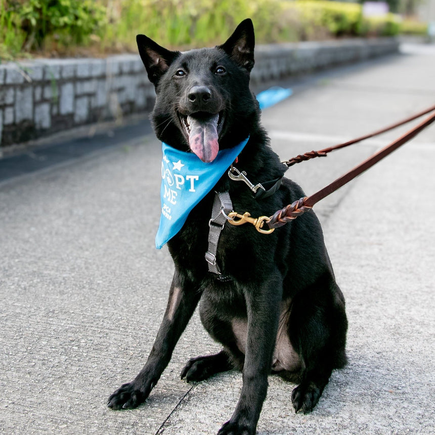 SPCA Online Shop – SPCA HK