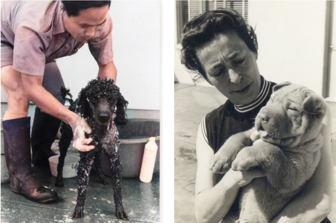 About Us – SPCA HK