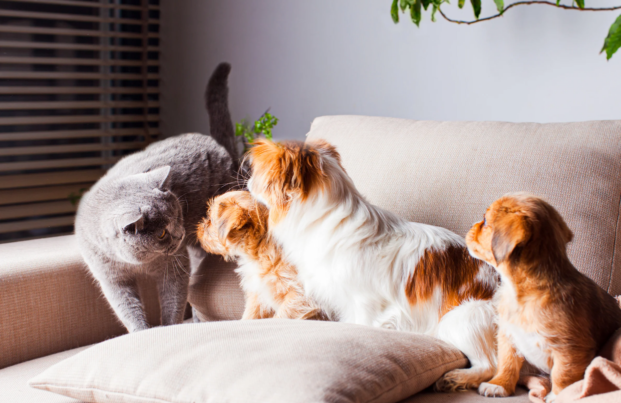 SPCA Online Shop – SPCA HK